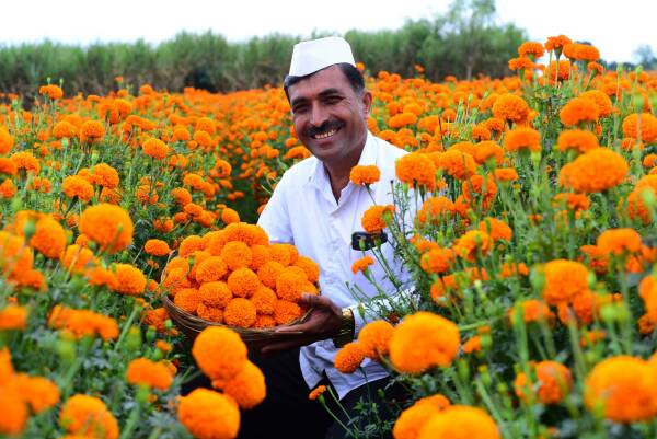 High-Quality Tropical Vegetable Seeds for Smallholder Farmers